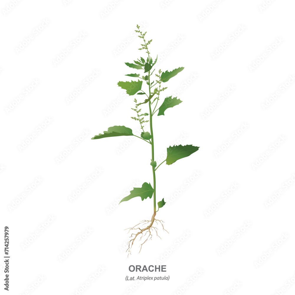 Orache grass with leaves, inflorescences and root is a weed plant, the ...