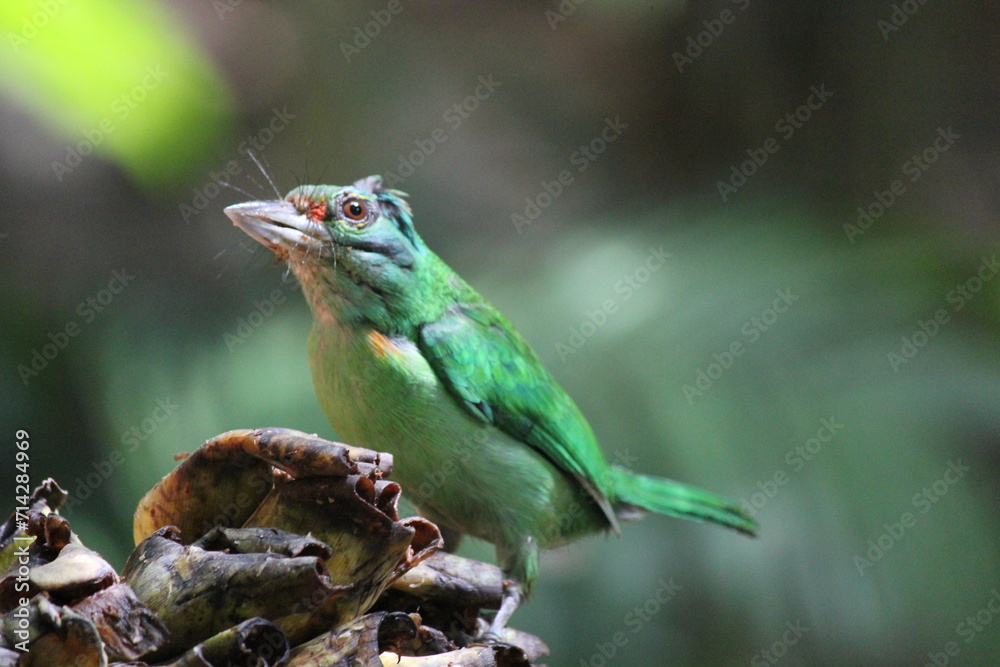 Green iguana and lizard share a vibrant tree branch with a colorful ...