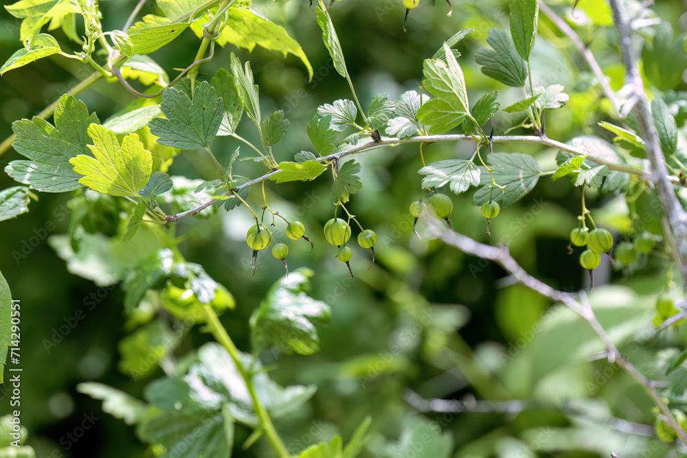 Ribes uva-crispa, Wild Gooseberry known as gooseberry or European ...