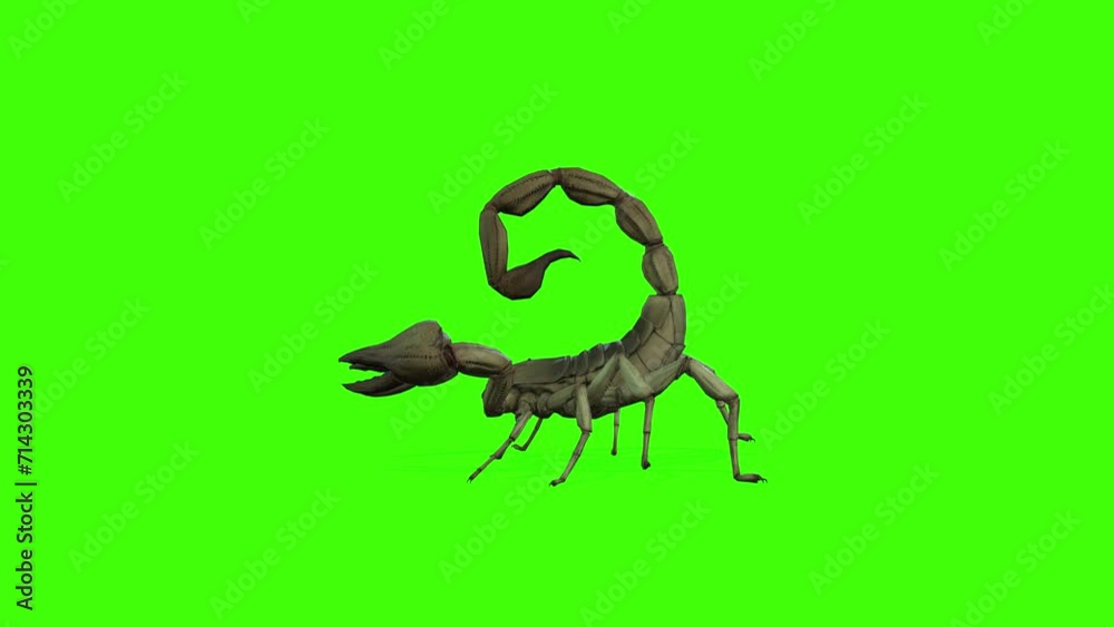 Vidéo Stock 3D Emperor scorpion Walk side view Loop Green Screen ...
