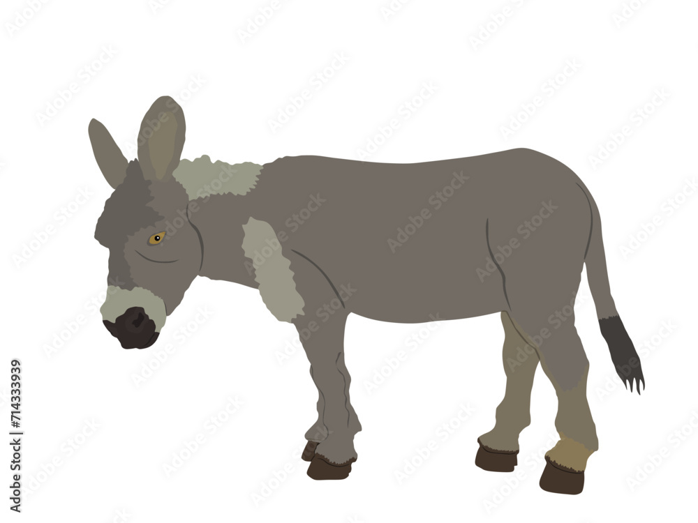 Donkey vector illustration isolated on white background. Domestic ...