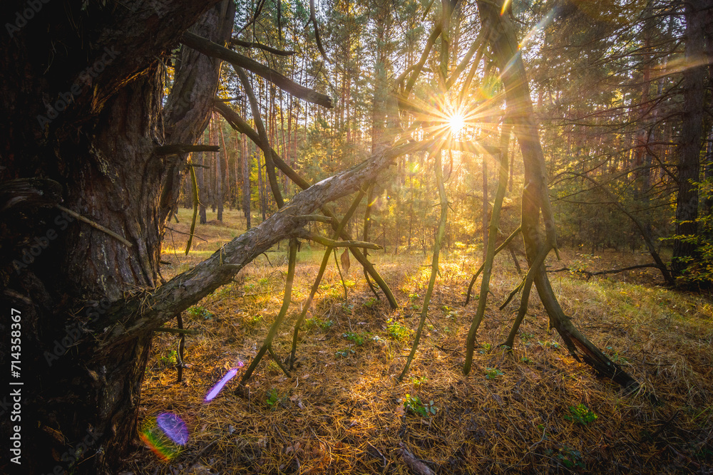 Branches of a dry coniferous tree forming a triangular shape, with tall ...