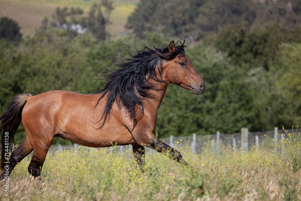 Beautiful horse running in pasture- dun stallion mustang Stock Photo ...