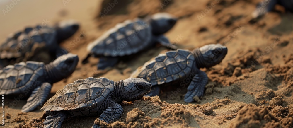 Loggerhead baby sea turtles hatching at a turtle farm in Sri Lanka's ...