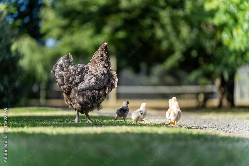 Pasture raised poultry on a regenerative agriculture farm. With hens ...