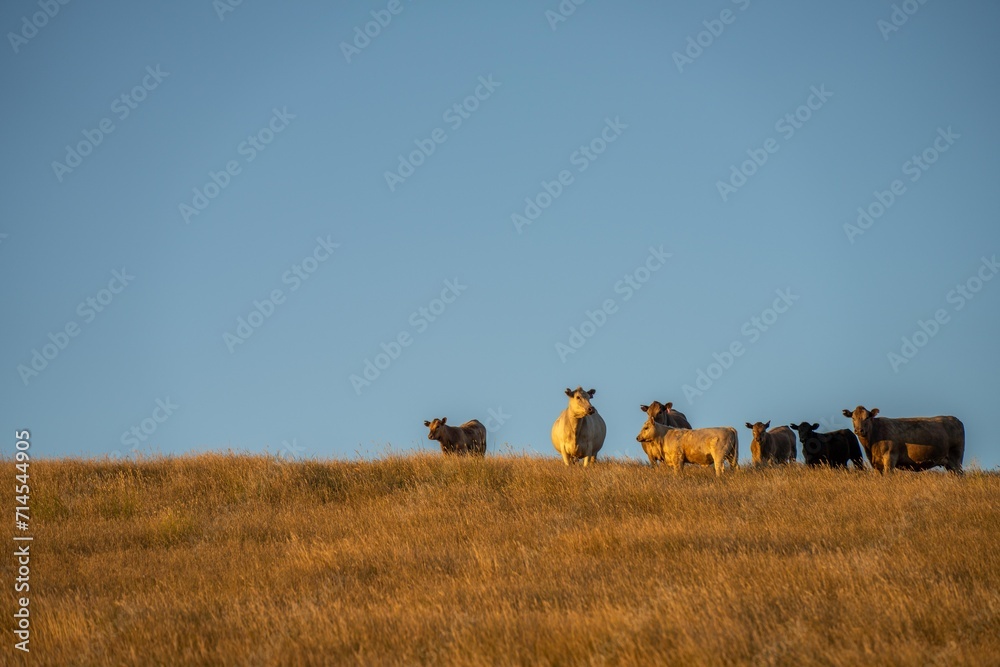 stud bull farm at sunrise with Angus, wagyu and murray grey beef bulls ...