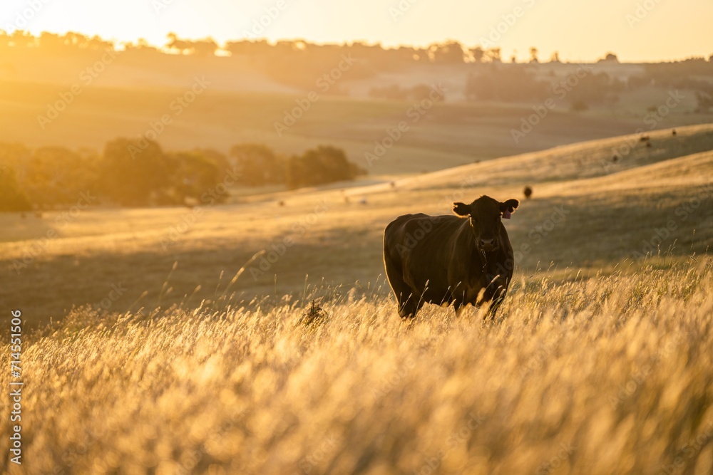 black wagyu cows grazing on a hill at sunset in australia. australian ...