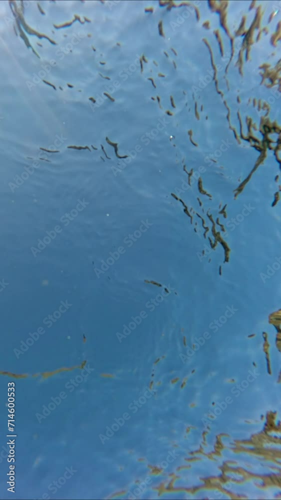 Vertical video, Underwater view of seagulls fly, land on the water ...