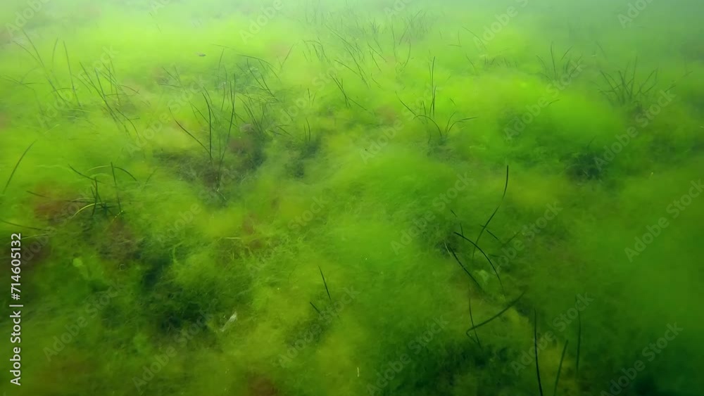 Bottom covered with a layer of fluffy Green Algae (Cladophora sp.), Red ...