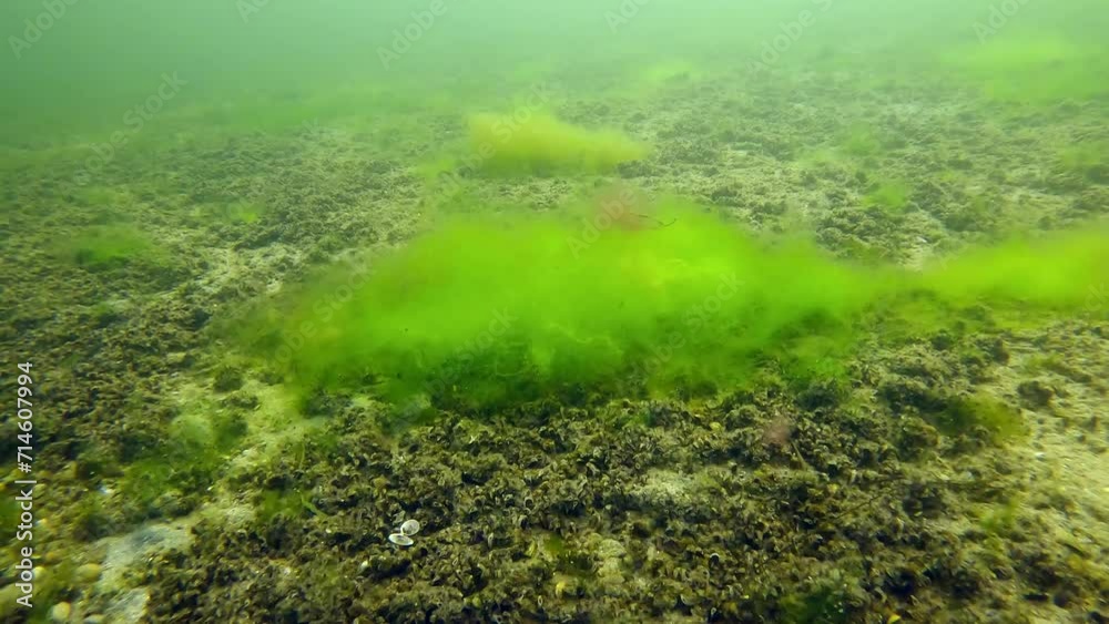 Sandy bottom covered with layer of Mussels Mytilaster lineatus and fluffy Green Algae Cladophora ...