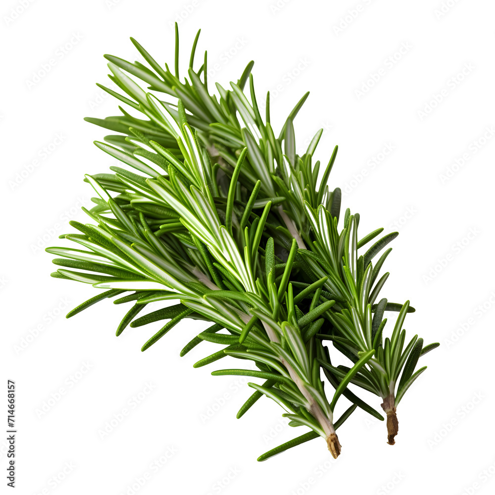 rosemary png. rosemary leaf png. Salvia rosmarinus png. rosemary top ...