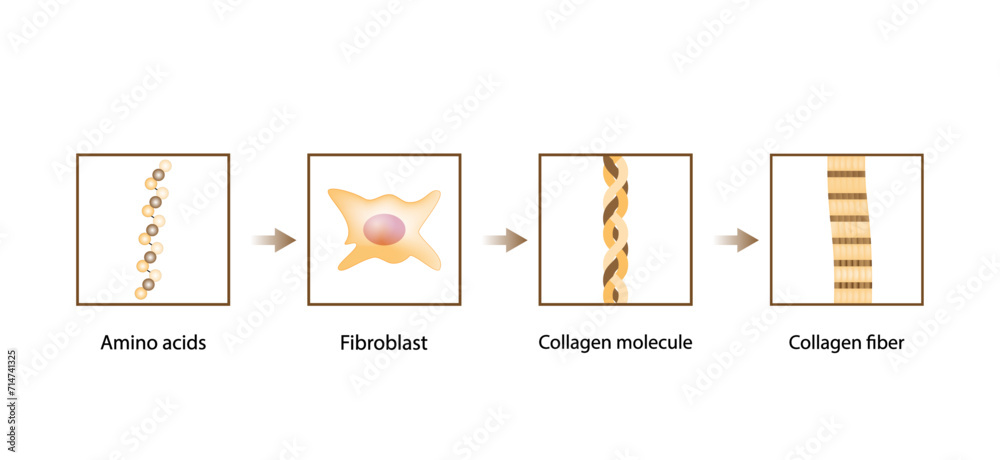 Collagen synthesis. From Amino acids, Peptides and Gelatin to Collagen ...