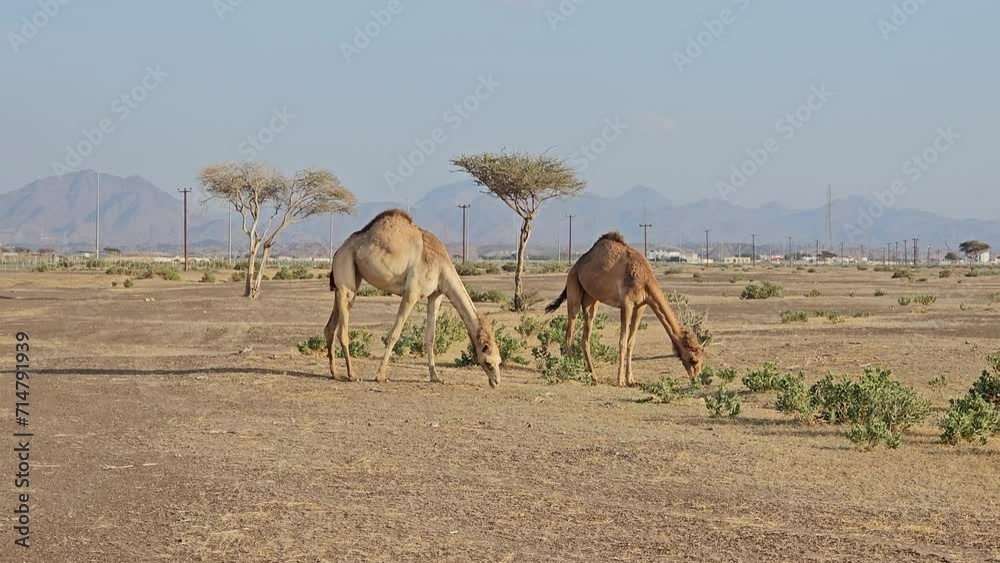 camel natural dried places in Dubai UAE. desert green desert farm ...