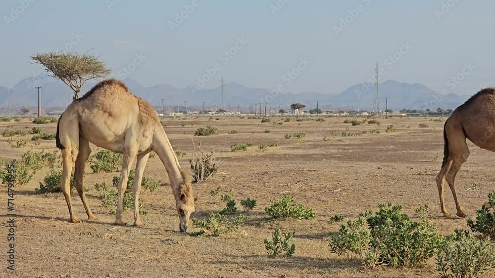 camel natural dried places in Dubai UAE. desert green desert farm ...
