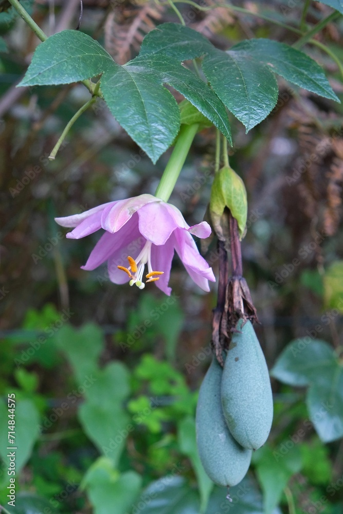 Close up of flower and fruits maracuya of Passiflora tripartita (Banana ...
