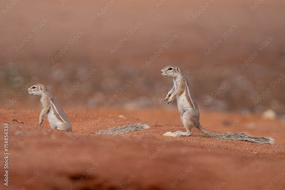 Cape ground squirrels, South African ground squirrels - Geosciurus ...