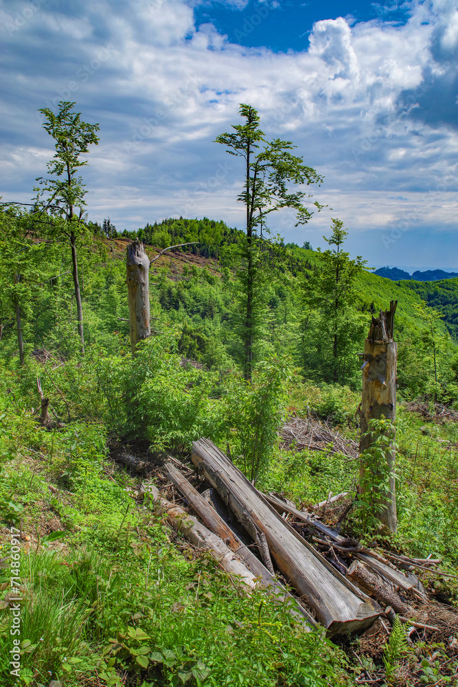 Deforestation in rural areas. Timber harvesting. Green coniferous ...