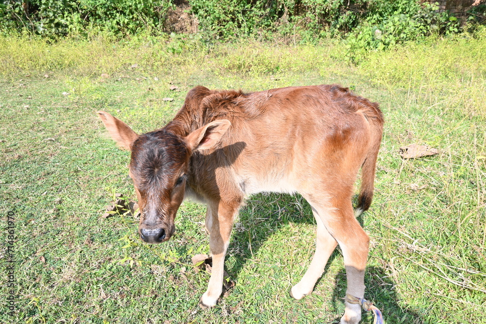 Beautiful calf in green field. Indian calf in the field. Cute Baby cow ...