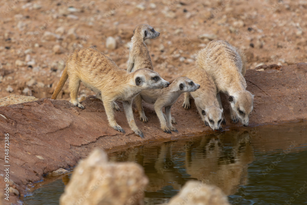 Family of meerkats, suricates - Suricata suricatta drinking water from ...