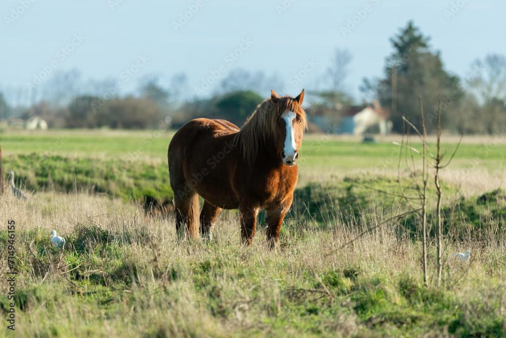 Cheval Comtois, cheval de trait, marais; region Pays de Loire; marais Breton; 85, Vendée, Loire ...
