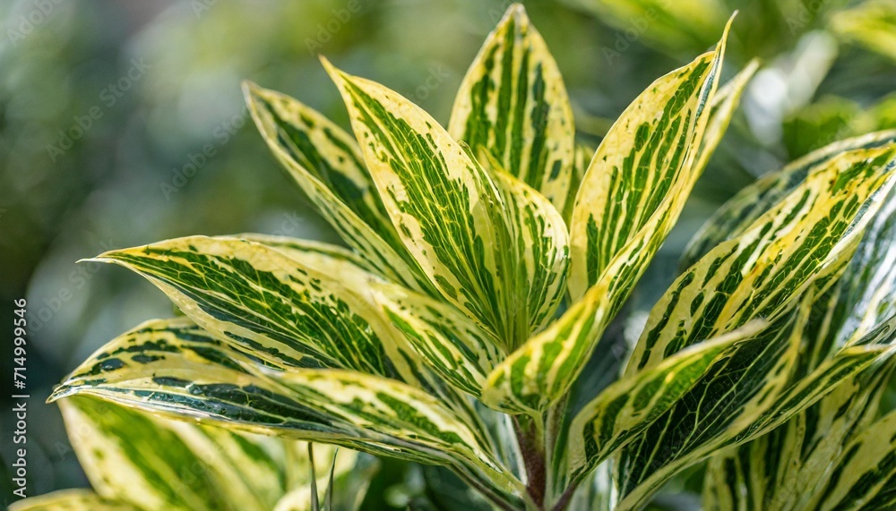 vertical closeup of the broad yellow spotted green foliage of leopard ...