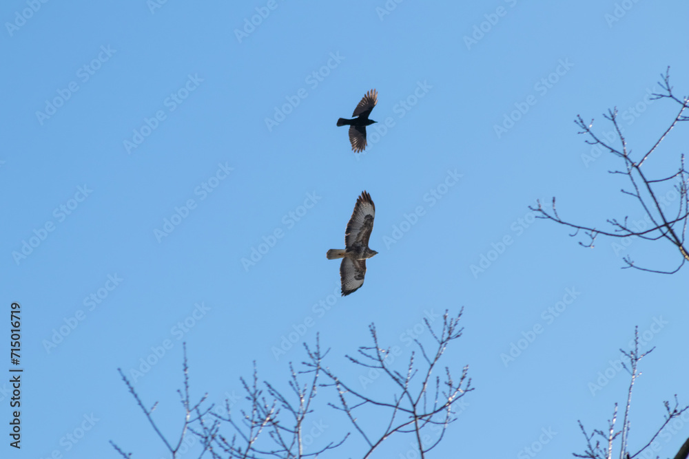 Black crow fighting against falcon or eagle in blue sky to expel the ...