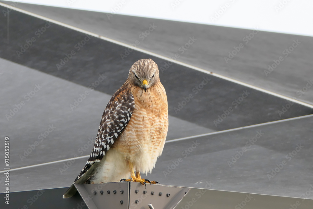 Red Hawk sitting on pool enclosure searching for food Stock Photo ...