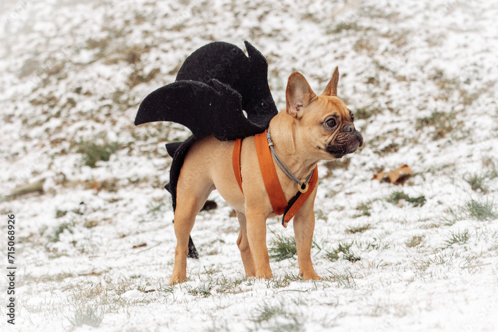 Foto de A young female French Bulldog with black dragon wings and tail ...