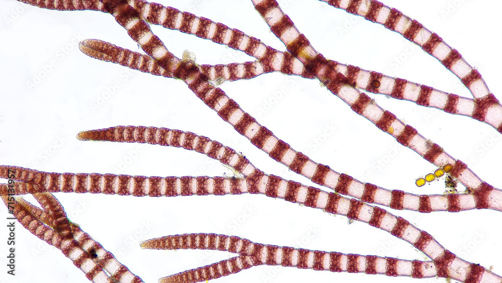 Ceramium sp, a marine macroalgae belonging to Rhodophyta. 210x ...