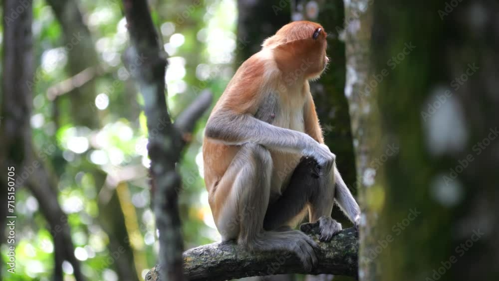 Vidéo Stock Selective focus proboscis monkey in the wild, sitting on tree, at mangrove forest at ...