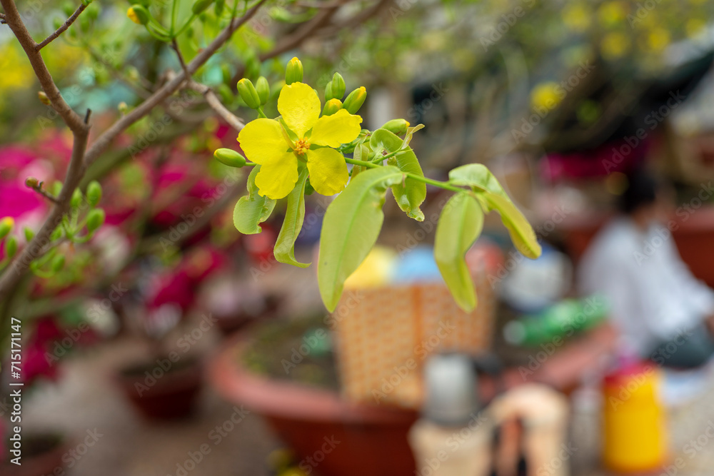 Blossom Ochna integerrima of peach with drops of vietnam.Ochna ...