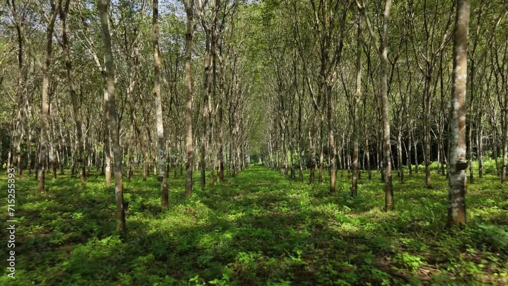 Stockvideon Extraction of Latex Rubber Tree Plantation in Southern ...