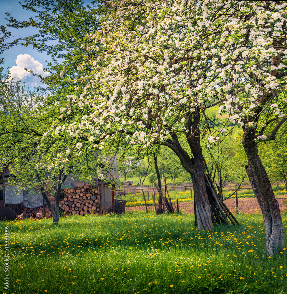 Garden at spring. Blossoming of an apple orchard in the village of ...