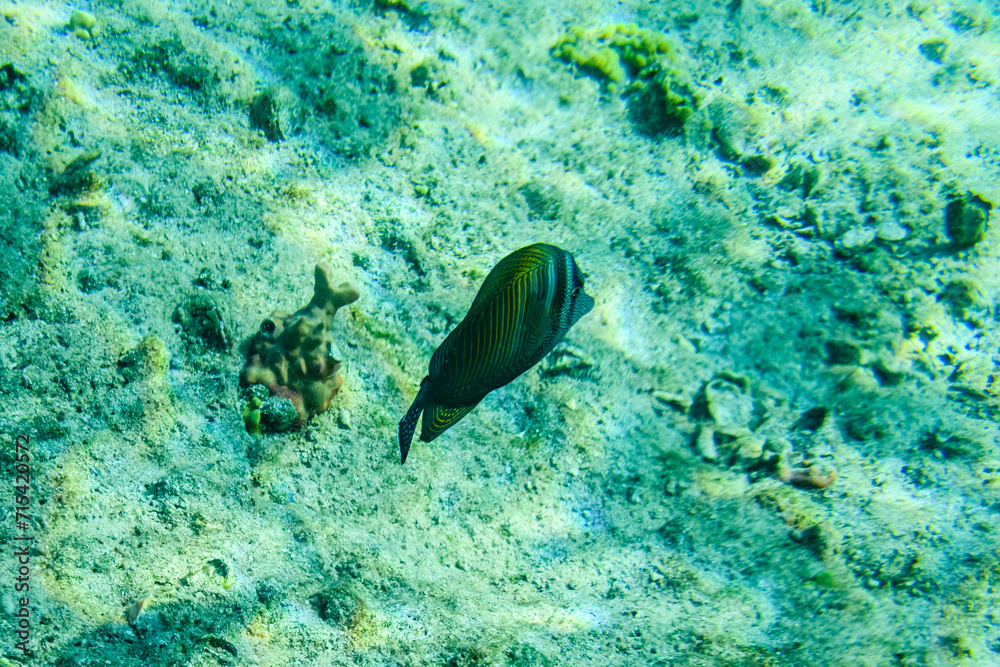 Colonies of the corals and Zebrasoma fish at the coral reef in Red sea ...