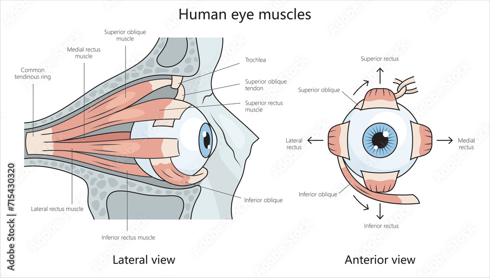 Human eye muscles structure diagram hand drawn schematic raster ...