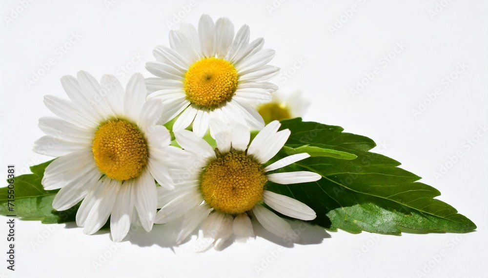 chamomile flower isolated on white or transparent background camomile ...