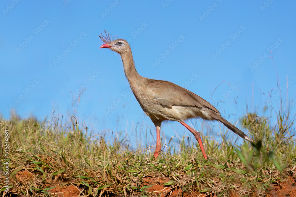 Red-legged Seriema (Crested Seriema) (Cariama cristata) on red soil ...