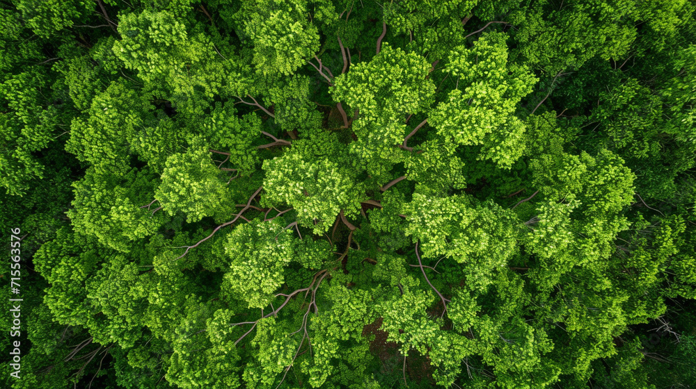 An overhead view of a mulberry tree with a dense canopy, its branches ...
