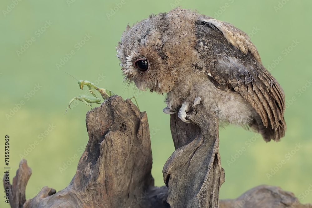 A Javan scops owl is ready to prey on a praying mantis on a dry tree ...