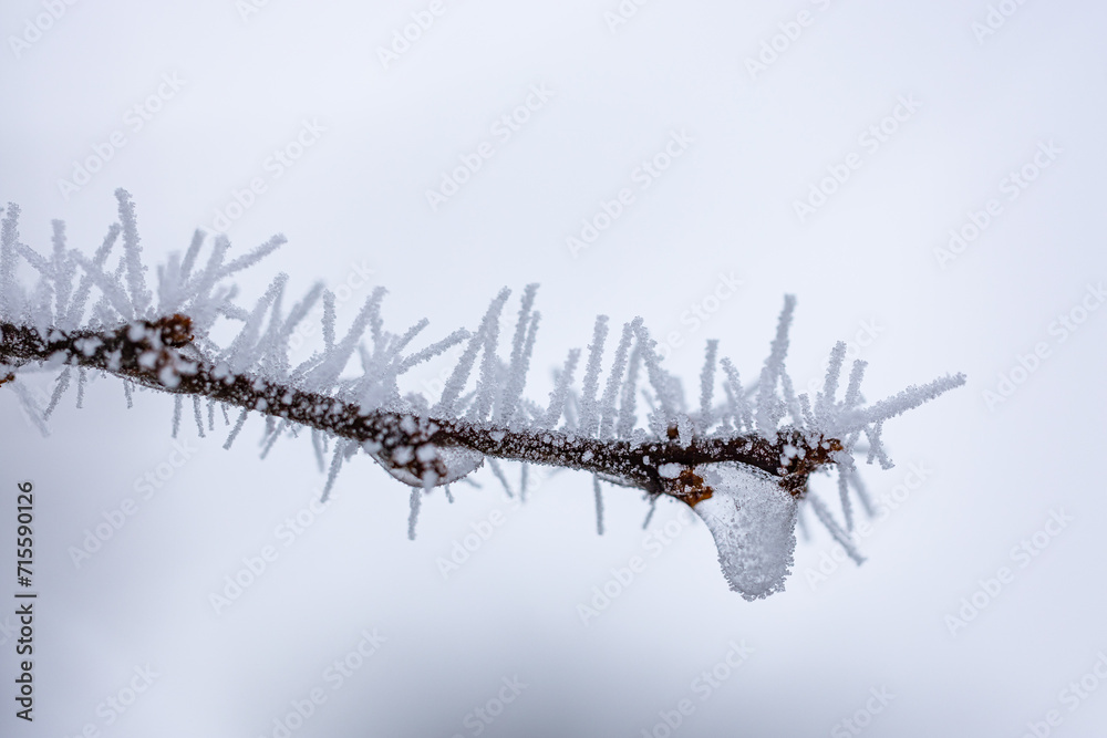 Spiky rime ice covers a branch on soft light background. Ice needles on ...