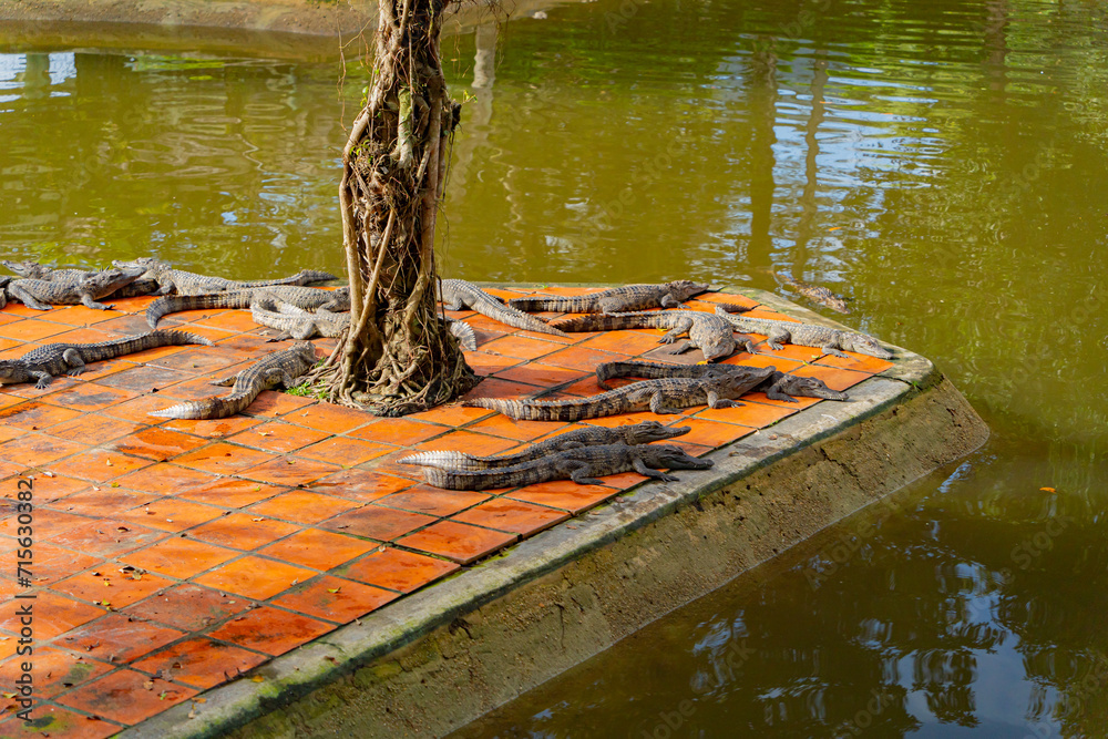 The crocodile is on the farm. Crocodile farm in Yang Bay Ecopark in ...