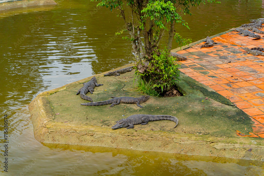 The crocodile is on the farm. Crocodile farm in Yang Bay Ecopark in ...