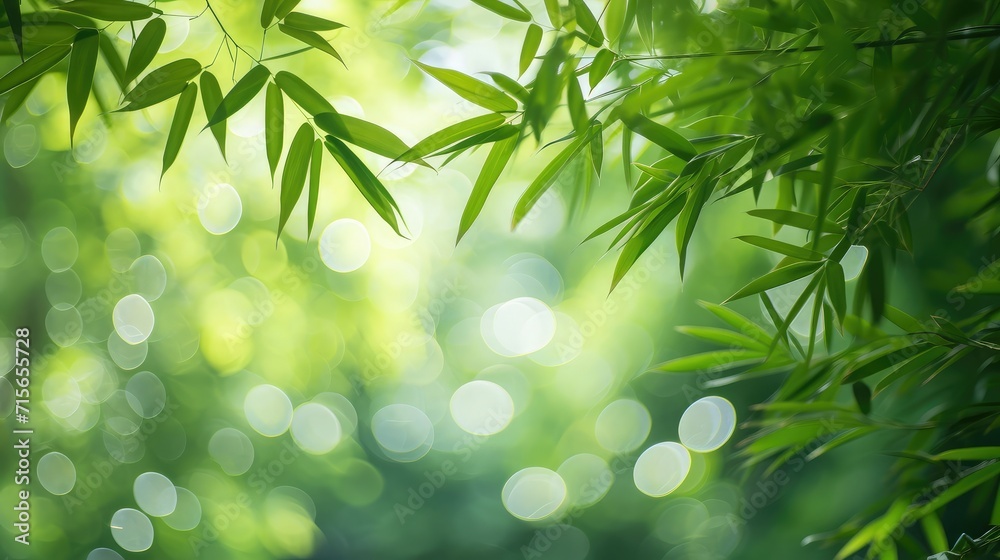 Bamboo forest and green meadow grass with natural light in blur style ...