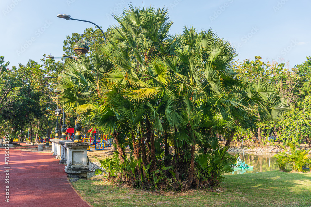 Group of Talipot Palm (Corypha umbraculifera) at Makut Rommayasaran ...