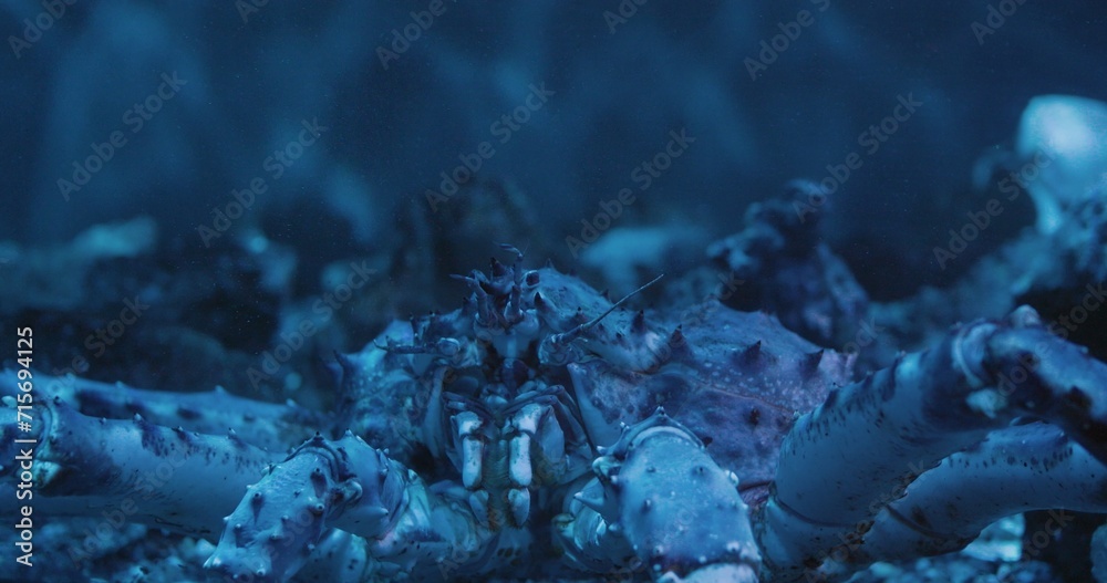 Close-up: Large crab in ocean depths, expertly maneuvering pincers ...
