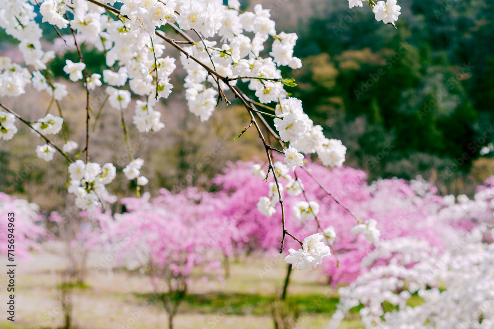 Beautiful white momo peach Flower on branches and spring flowering ...