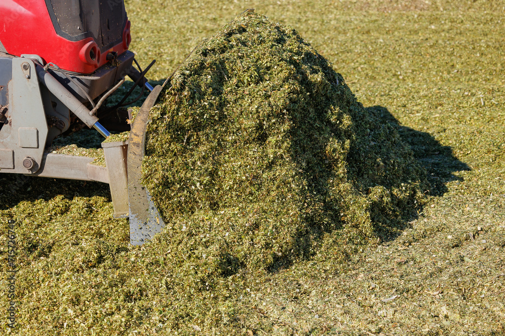 Fermented feed for food of cow. Tractor working with silage on farm ...