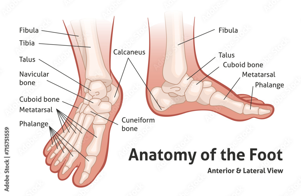 Human Foot Bones Feet Anatomy Medical Poster Front And Side View