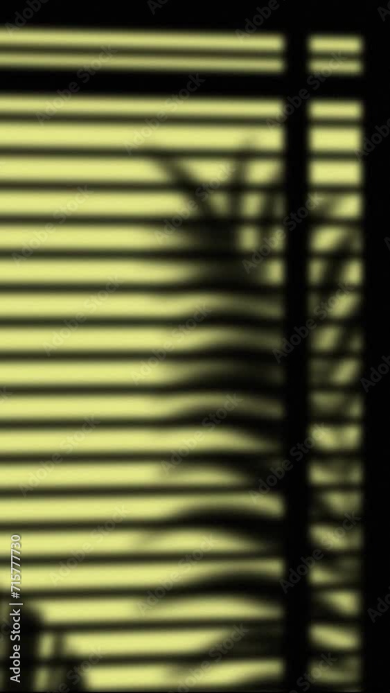 Vidéo Stock Moving leaves and window shadow overlay under sunlight ...
