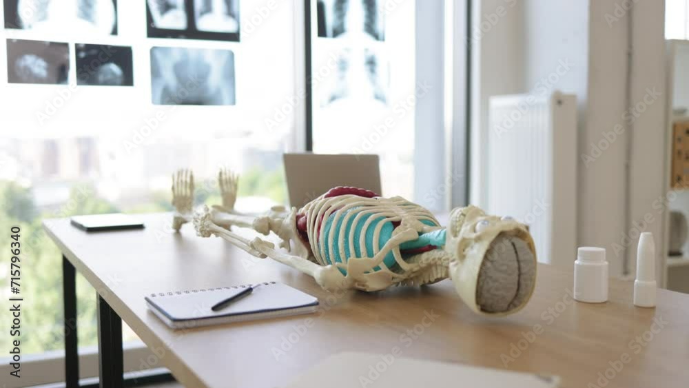 Skeleton with organs, brain, bones, joints. Model of a variety of human ...